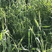 Amazon.com : Jonathan Green Winter Rye Grass Seed, 5-Pound : Grass ...