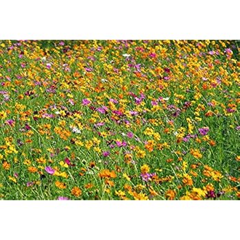 Amazon.com : Bulk Package of 7, 000 Seeds, Crazy Mix Cosmos (Cosmos ...