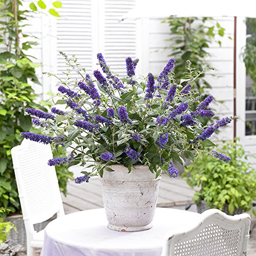 YouGarden Dwarf Buddleia Collection with 3-Colours in 9 cm Pot: Amazon ...