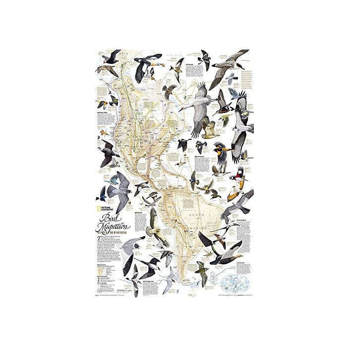 Buy National Geographic: Bird Migration, Western Hemisphere Wall Map ...