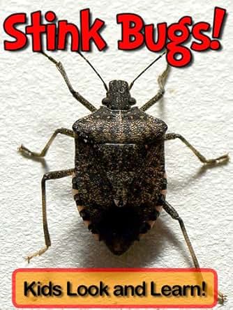 Stink Bugs! Learn About Stink Bugs and Enjoy Colorful Pictures - Look ...