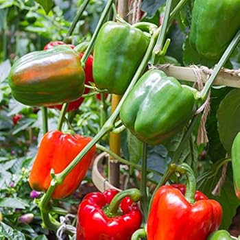 Amazon.com : Better Belle II Hybrid Sweet Pepper Garden Seeds - 100 ...