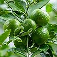 Amazon.com : Persian Lime Tree, Lime Plant Live, Lemon Lime Tree, Mini ...