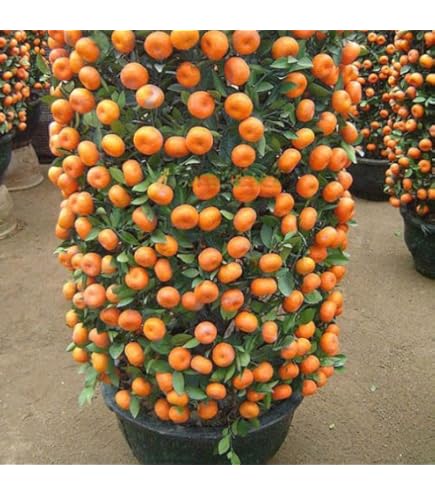 Semillas De Nance Semillas De Árbol Nancy (Byrsonima Crassifolia ...