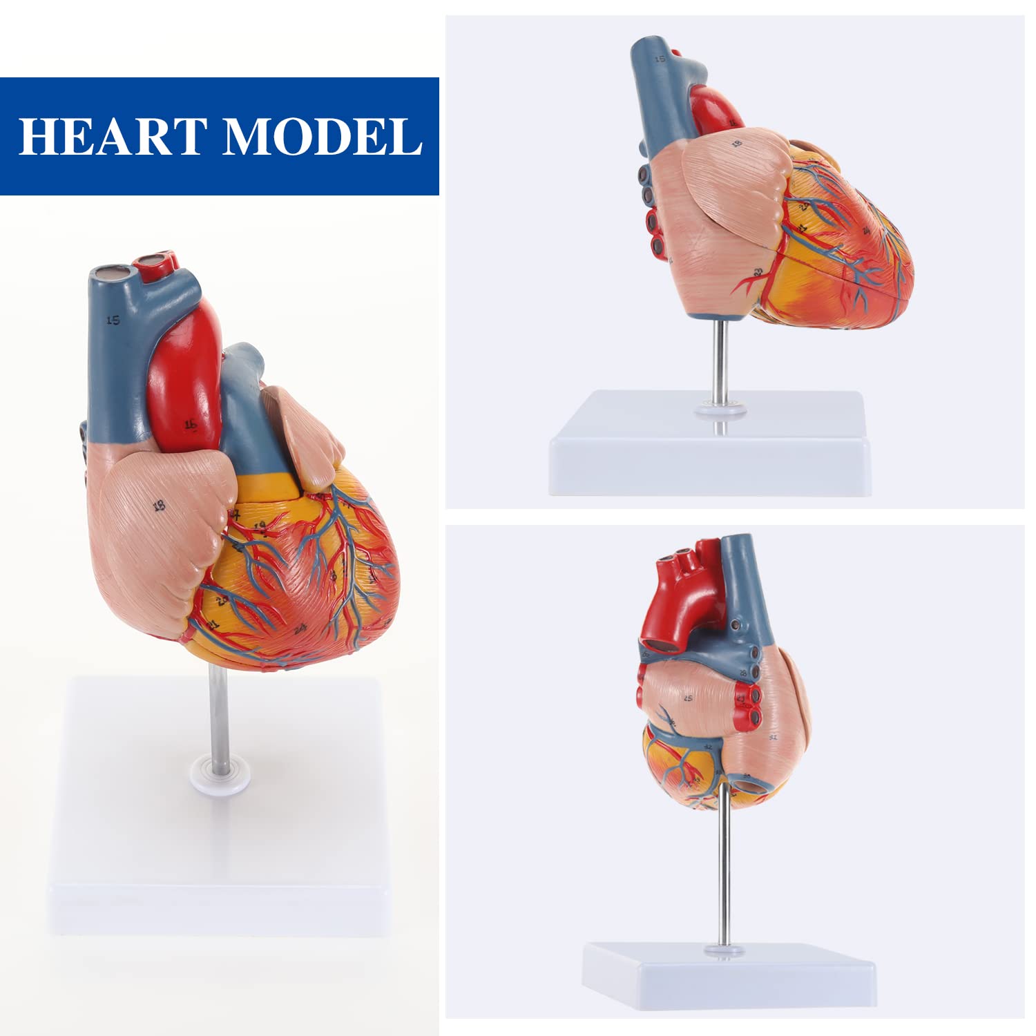 Mua SKUMOD Heart Model, Life-size Human Heart Model, Life Size, Human ...