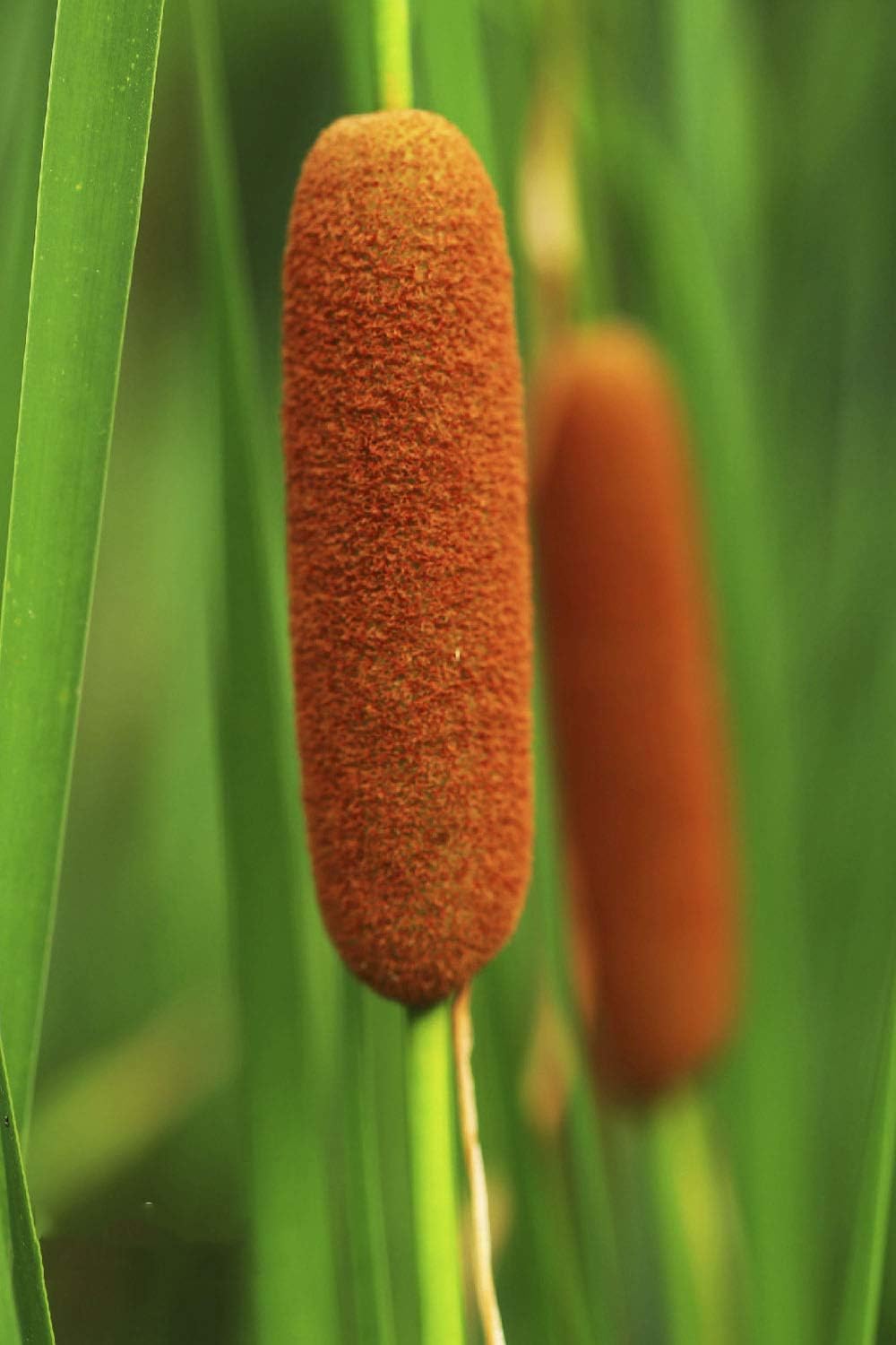 Cat-Tail Seeds,20 PCS-Typha Latifolia Seeds,Water Pond Aquatic Grass ...