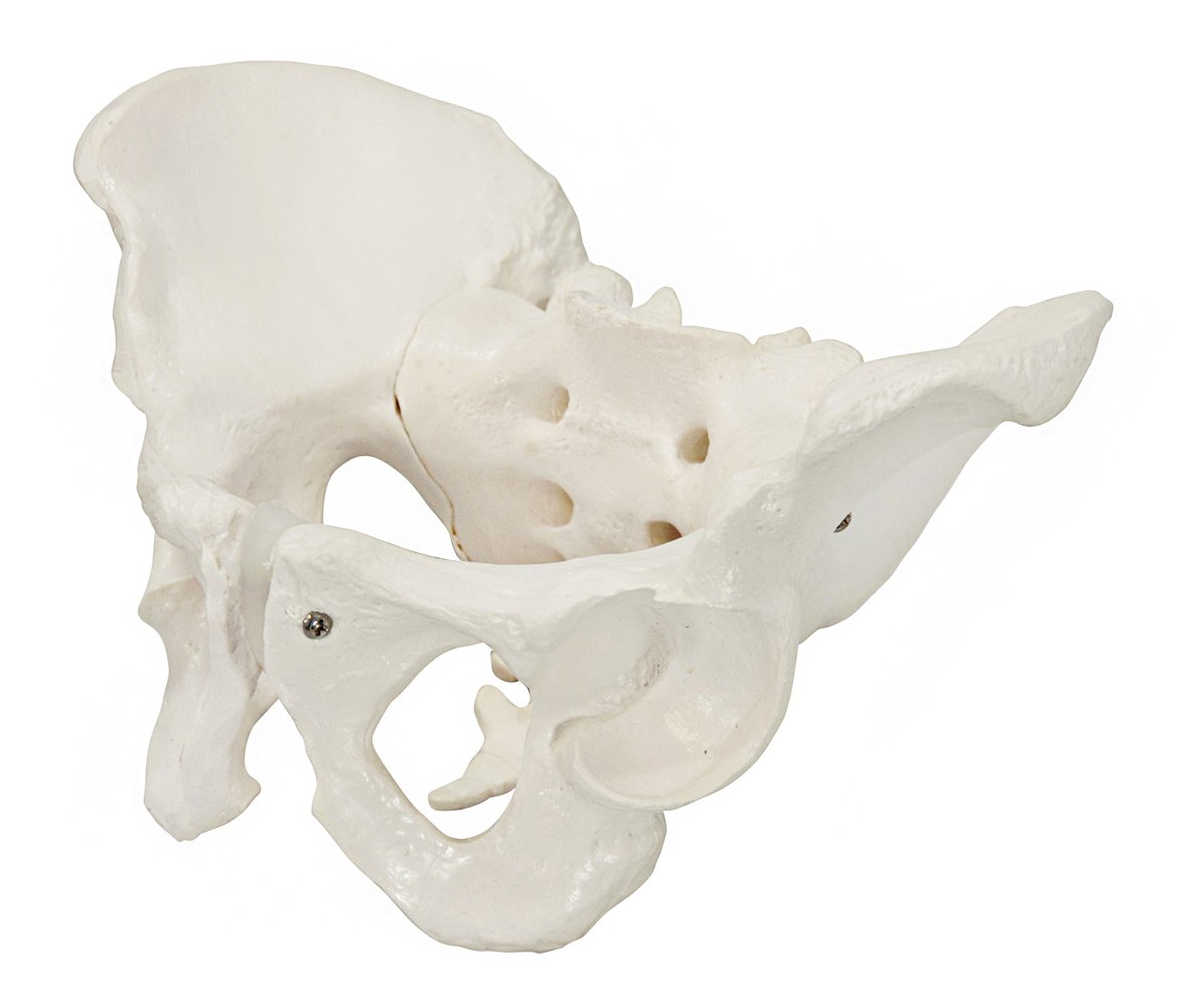 Mua Skeletal Model of The Male Pelvis | Cast from a Real Human Pelvis ...