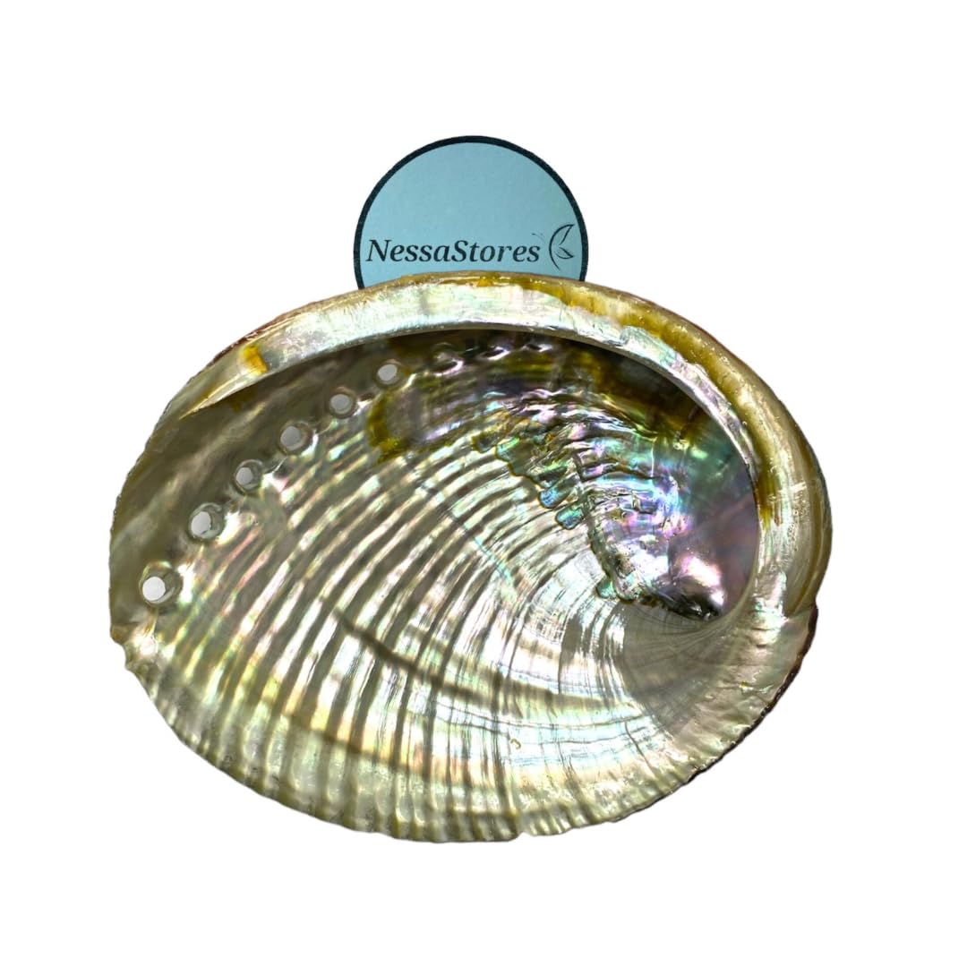 NessaStores 30 Abalone Shells 4 to 5 Inches | Beautiful All Natural ...