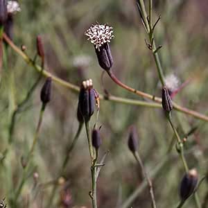 Amazon.com : Seeds Porophyllum Linaria Taget, Mexican Pipicha, Pepicha ...