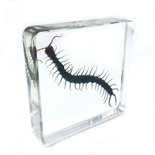 Centipede（chilopod）（scolopendra）Science Specimen in Acrylic Block ...
