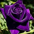 Amazon.com : 20 Dark Purple Rose Bush Seeds for Planting, Rose Bush ...