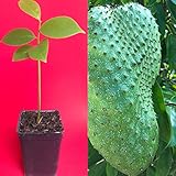 Amazon.com: 10 SOURSOP Seed, Annona muricata a.k.a. Guanabana, Graviola Freshly Harvest : Patio ...