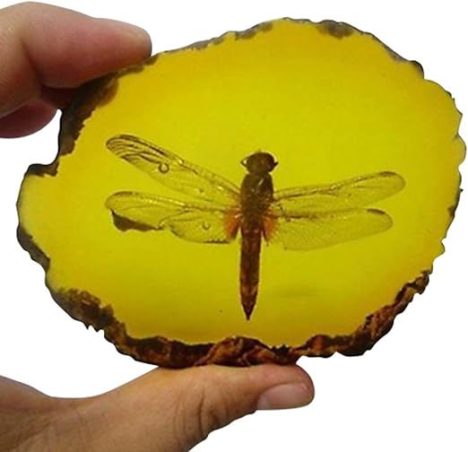 Amber Fossil Insect，Museum Grade Specimen，Artificial Amber Natural ...