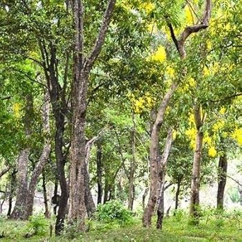 Amazon.com : Precious Indian Sandalwood Santalum Album Chandan Tree 25 ...