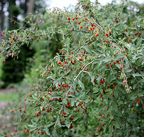 1 Gal. Sweet Lifeberry Goji Berry (Lycium) Live Shrub, Purple Flowers ...