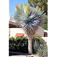 Amazon.com : Blue Yucca Tree Seeds for Planting (10 Seeds) - Yucca ...