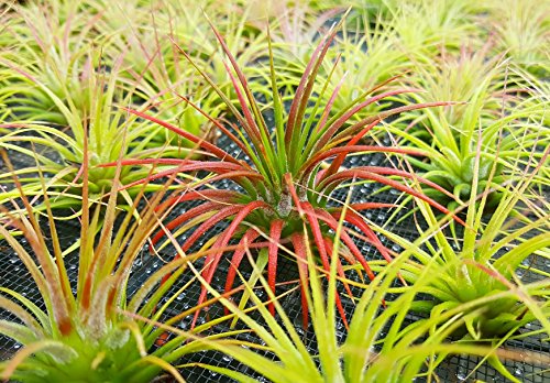 Small Air Plants - 3 Ionantha - 1 to 2 Inch Air Plants - Color & Form ...