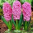 Amazon.com : Votaniki Pink Pearl Hyacinth Bulbs - Hyacinthus Orientalis 'Pink Pearl' | Fragrant ...