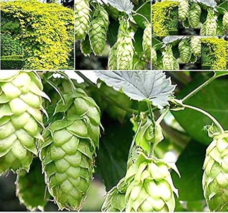 Amazon.com : Big Pack - (1, 000) Common Hops Seeds - Native to British ...
