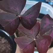 5 x Oxalis Triangularis purpurea flowering sized bulbs. AVAILABLE NOW ...