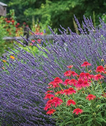Burpee Perennial Plants