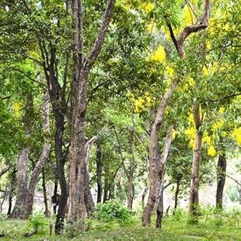 Amazon.com : Precious Indian Sandalwood Santalum Album Chandan Tree 25 ...