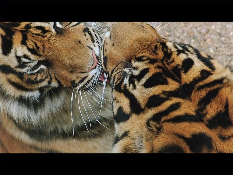 Watch How Do Tigers Communicate? on Amazon Live