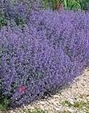Pack x6 Nepeta Faassenii 'Six Hills Giant' Catmint Perennial Garden Plug Plants: Amazon.co.uk ...