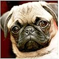 Amazon.com: pigpigboss Pug Full Diamond Painting Kits 5D Full Diamond ...