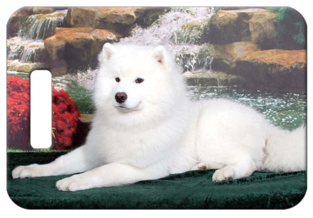 ゴールドカ samoyed Classic Wool Beret (Black) CLleJ-m52848195144 レディース