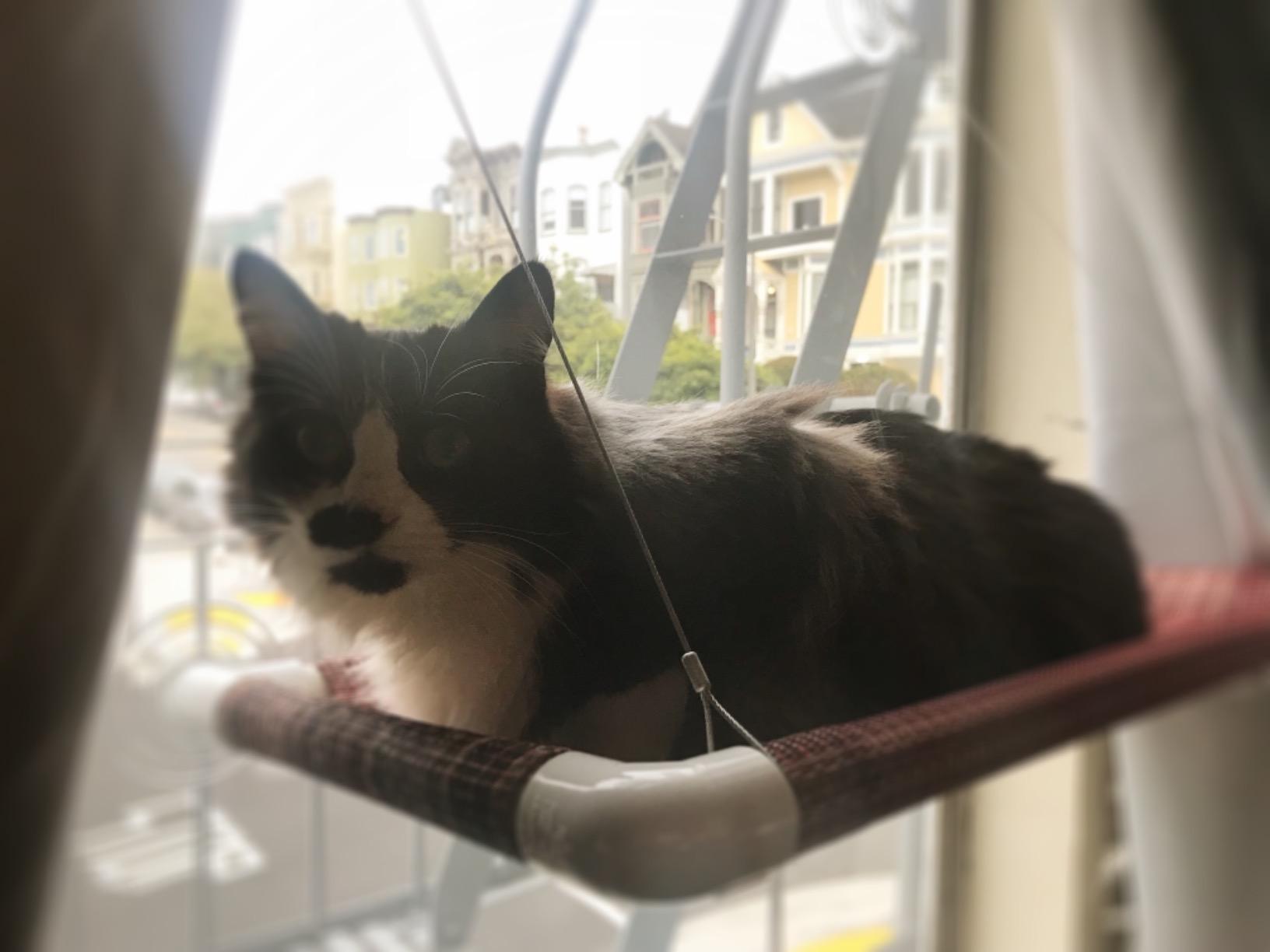 Pictures – Kitty Cot Original™