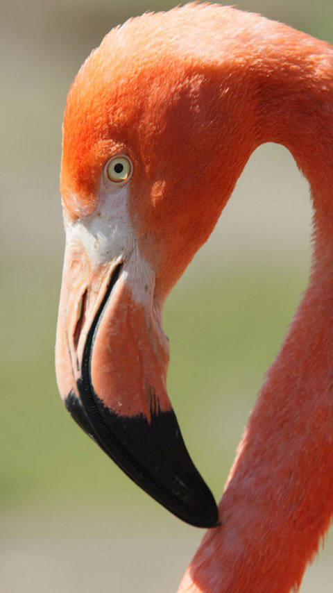 Sound Touch Lite - Baby flash cards:Amazon.com:Appstore for Android