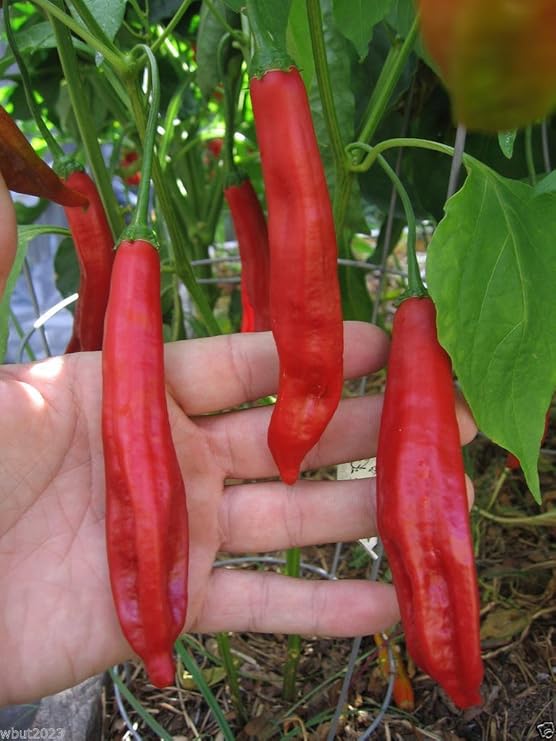 Amazon.com : 10 Seeds - Aji Colorado Chili Chile Pepper ( Capiscum ...
