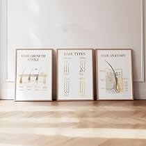 Salon Decoration 4 Piece Hair Anatomy Posters - Trichology Hair ...