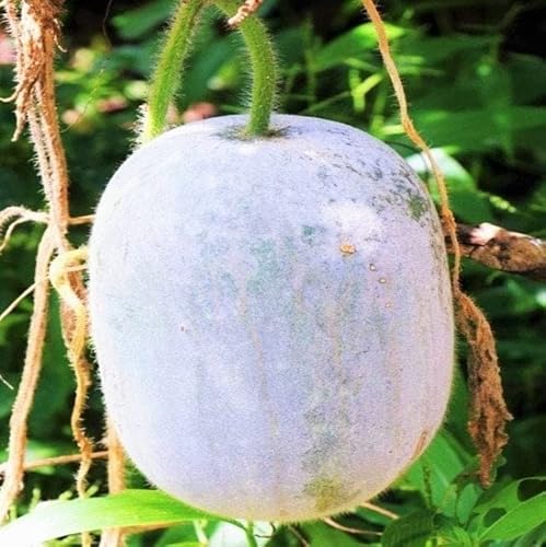 Giant White Skin Winter Melon Seeds - 10+ Count Packet - for 2024 Ash ...