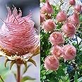 Amazon.com : Prairie Smoke Seeds - 10 Seeds to Grow - Made in USA ...