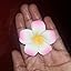 Amazon.com: Calcifer 30pcs 1.97''Hawaii Hawaiian Plumeria Flower Clips ...