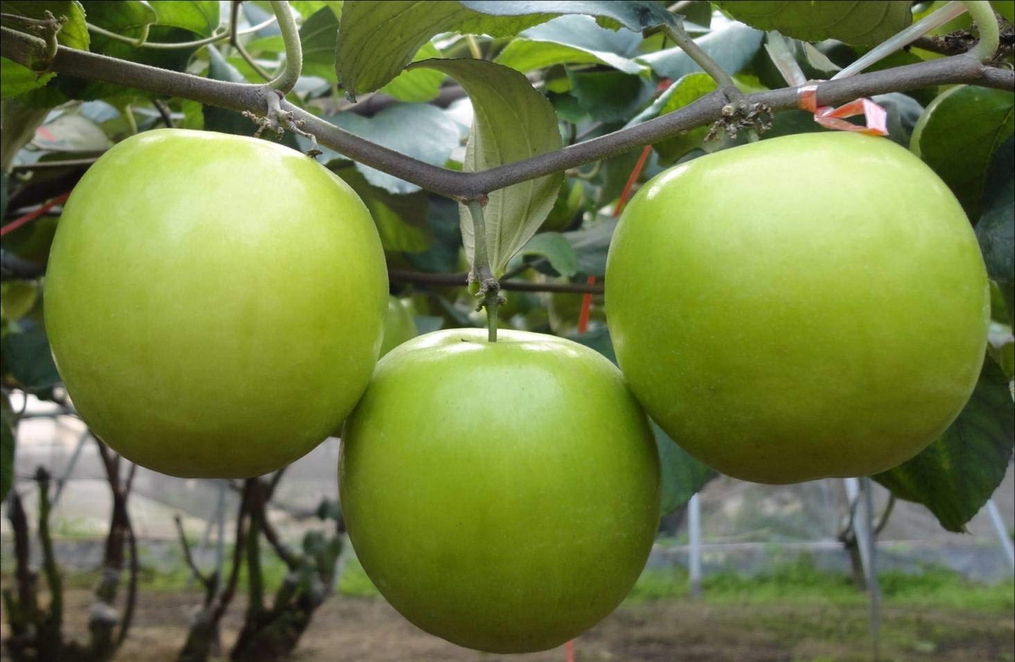 MaliaGarden Live Apple Kul Fruit - Hybrid Sweet Fruit 1 Healthy Plant ...