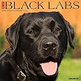 Amazon.com: Willow Creek Press, Just Black Labs 2025 Wall Calendar : Willow Creek Press: Office ...