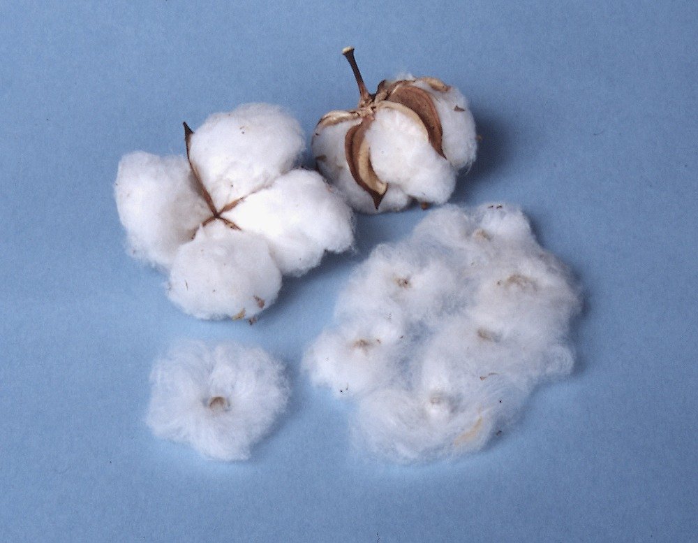 Alberi Giardino e giardinaggio bag bianca di cotone Semi di cotone ...