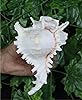 ASHIRWAD Garuda Blowing Shankh, Murex Ramosus - Conch Shell - Puja ...