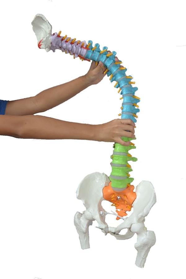 Wellden Medical Anatomical Super Flexible Spine Model with Pelvis and ...