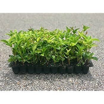 Amazon.com: Fragrant Princess Dwarf Tea Olive ( 'Kaori Hime' osmanthus ...