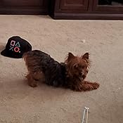 Amazon.com: Sandicast Christmas Ornament, Yorkshire Terrier (Crouching ...