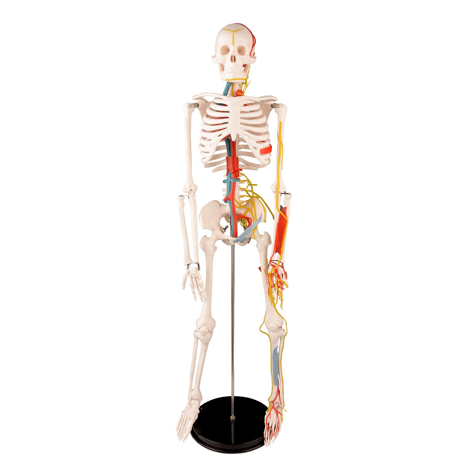 Mua Ultrassist Human Anatomical Skeleton Model, 34" Half Life Size ...