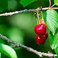 Amazon.com : TriStar Plants - North Star Cherry Tree, Prunus cerasus ...
