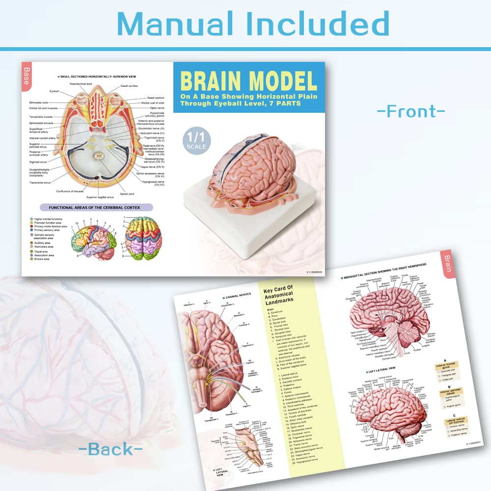 Mua Evotech Human Brain Model w/Arteries, 7 Parts Life Size Anatomy ...