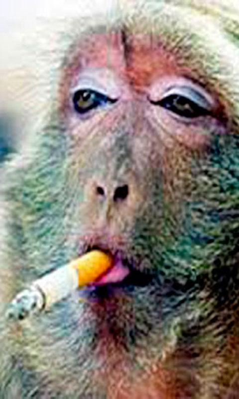 Funny monkeys Puzzle:Amazon.com:Appstore for Android