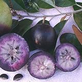 Star apple - How to grow & care