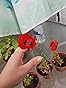 Grow Your Own Ladybird Poppy Plant Kit. Seeds Propagation Gardening ...